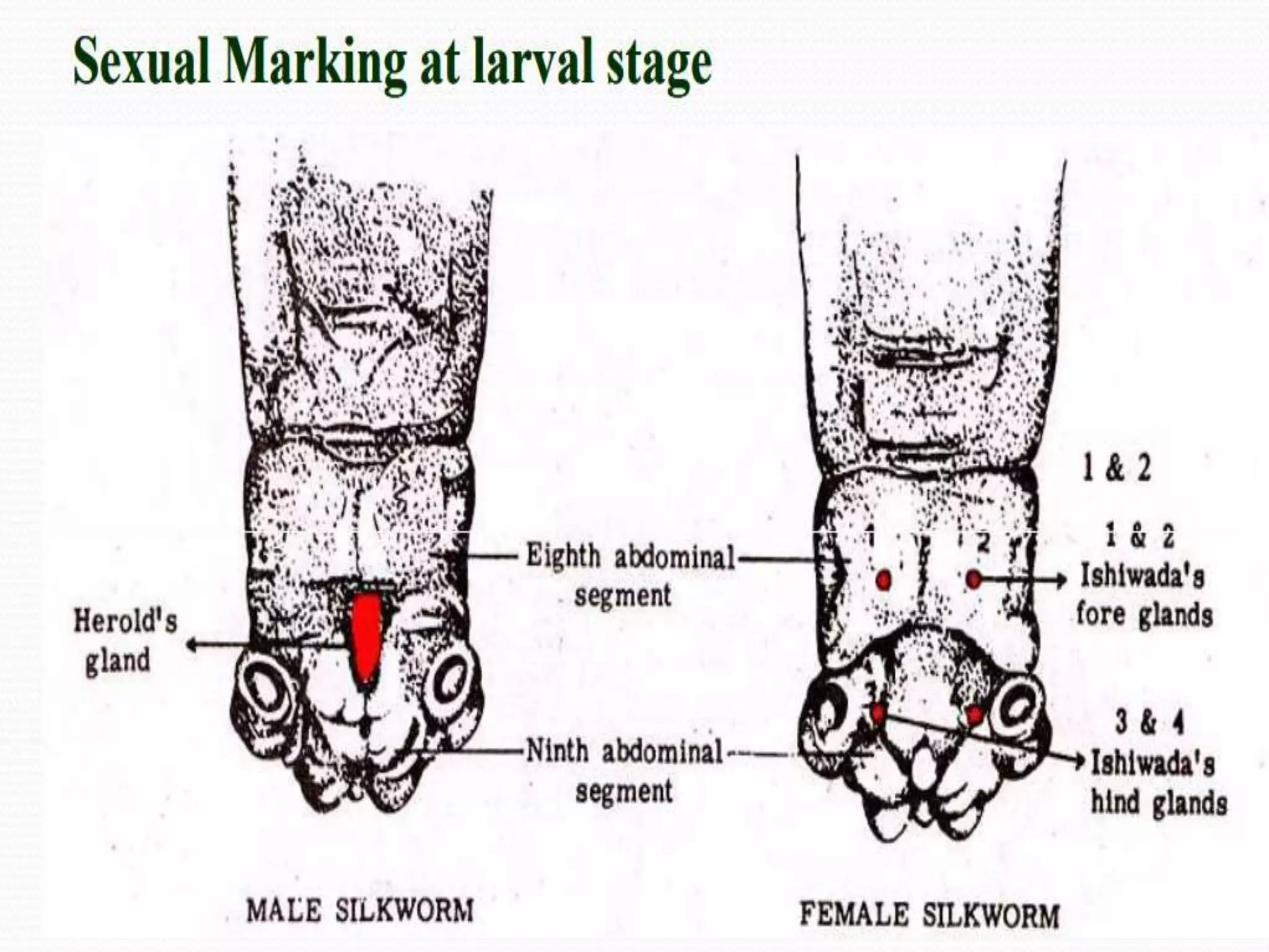 5 chapter morphology and anatomy of sw sps. commercially exploited ...