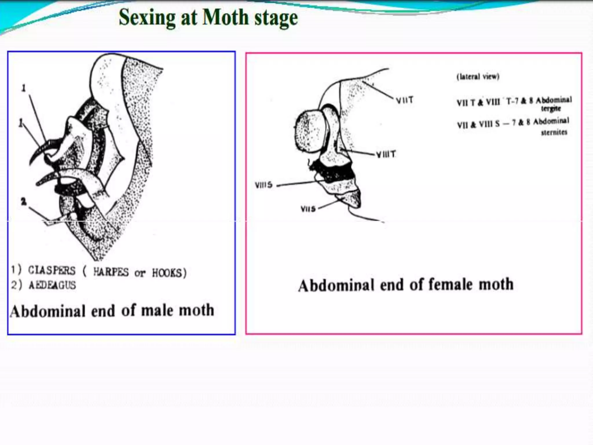 5 chapter morphology and anatomy of sw sps. commercially exploited ...