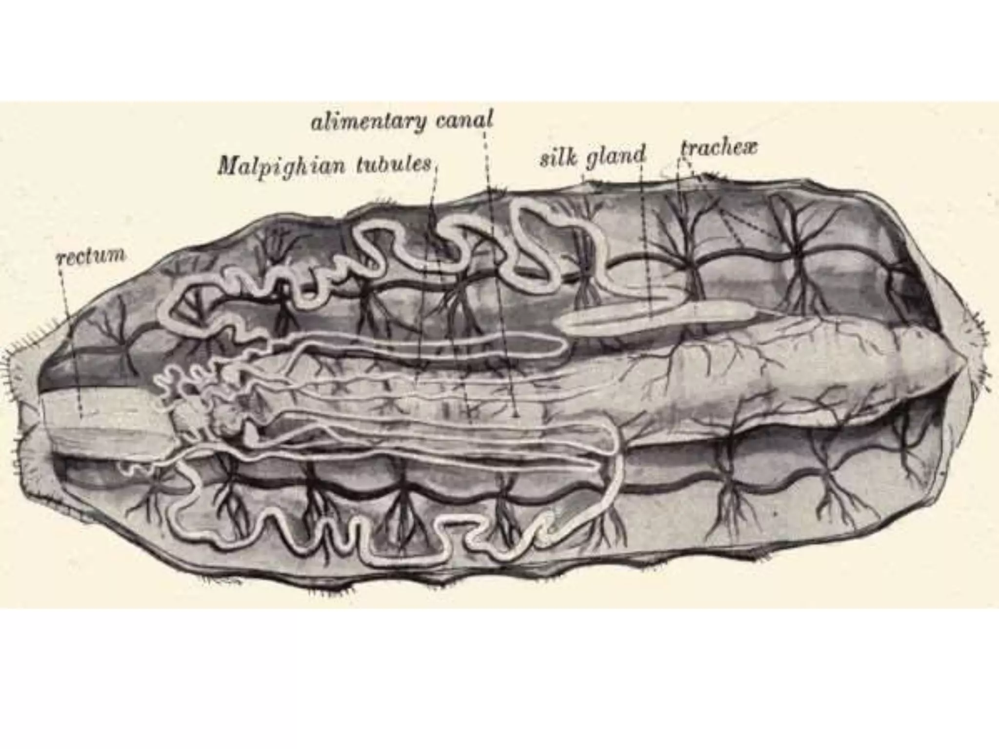 5 chapter morphology and anatomy of sw sps. commercially exploited ...