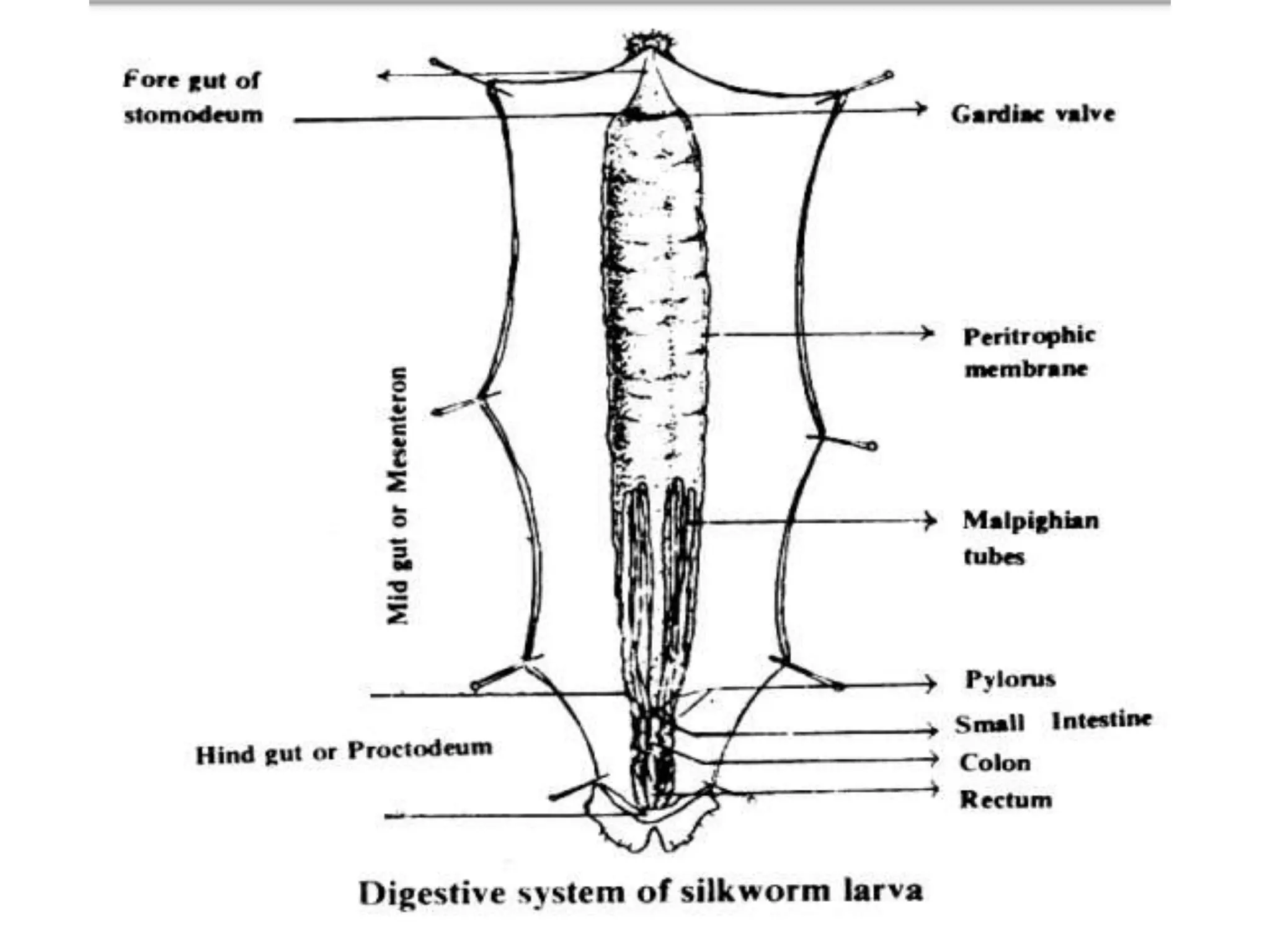 5 chapter morphology and anatomy of sw sps. commercially exploited ...