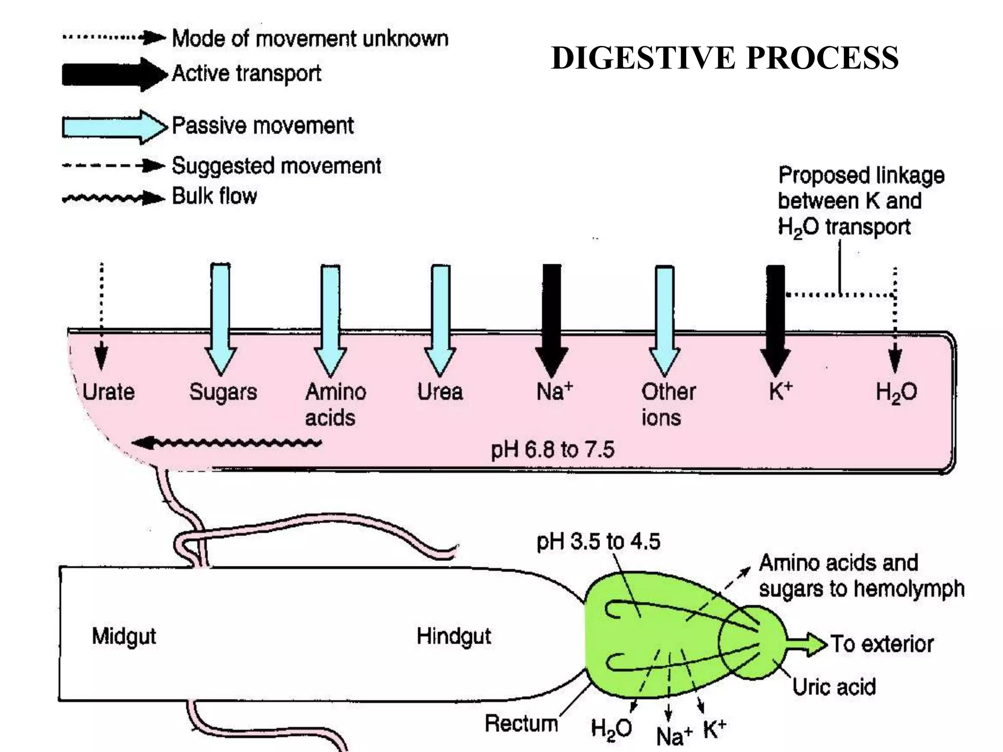 5 chapter morphology and anatomy of sw sps. commercially exploited ...