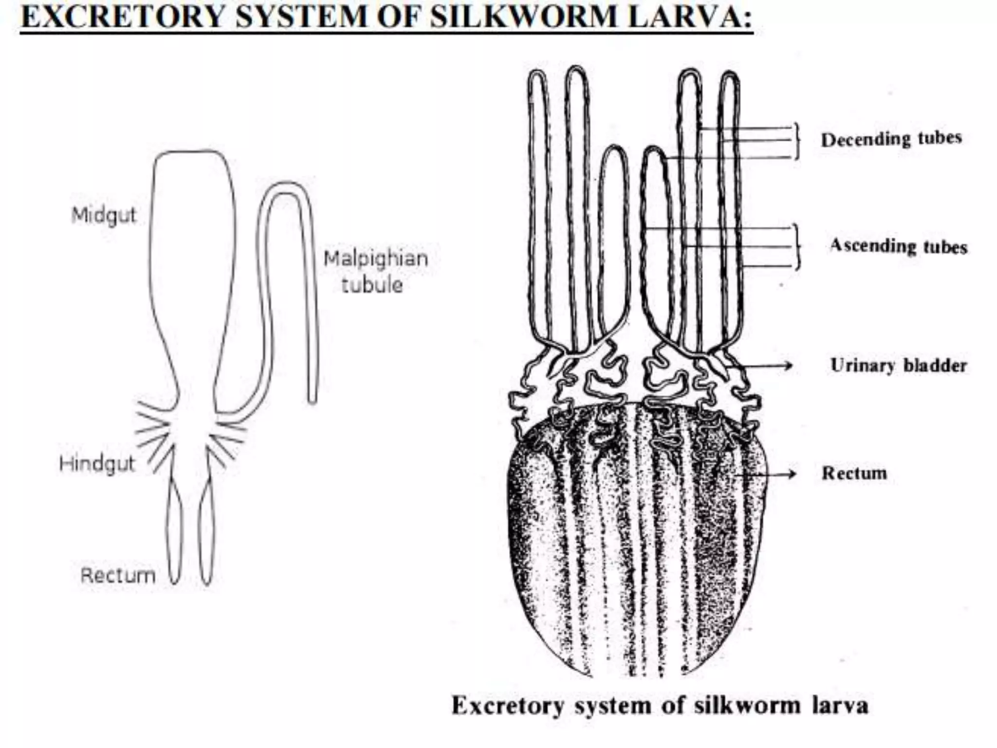 5 chapter morphology and anatomy of sw sps. commercially exploited ...