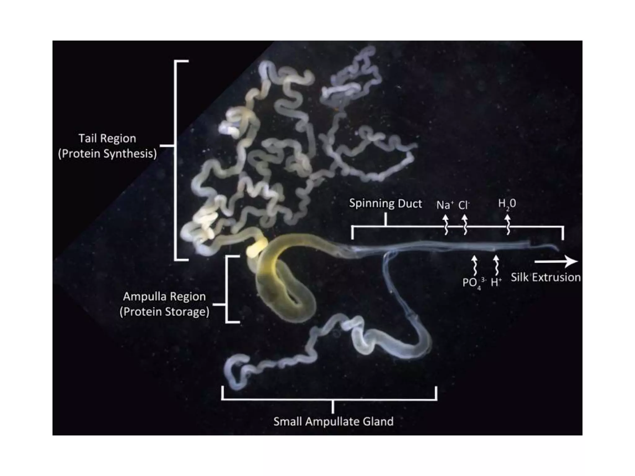 5 chapter morphology and anatomy of sw sps. commercially exploited ...