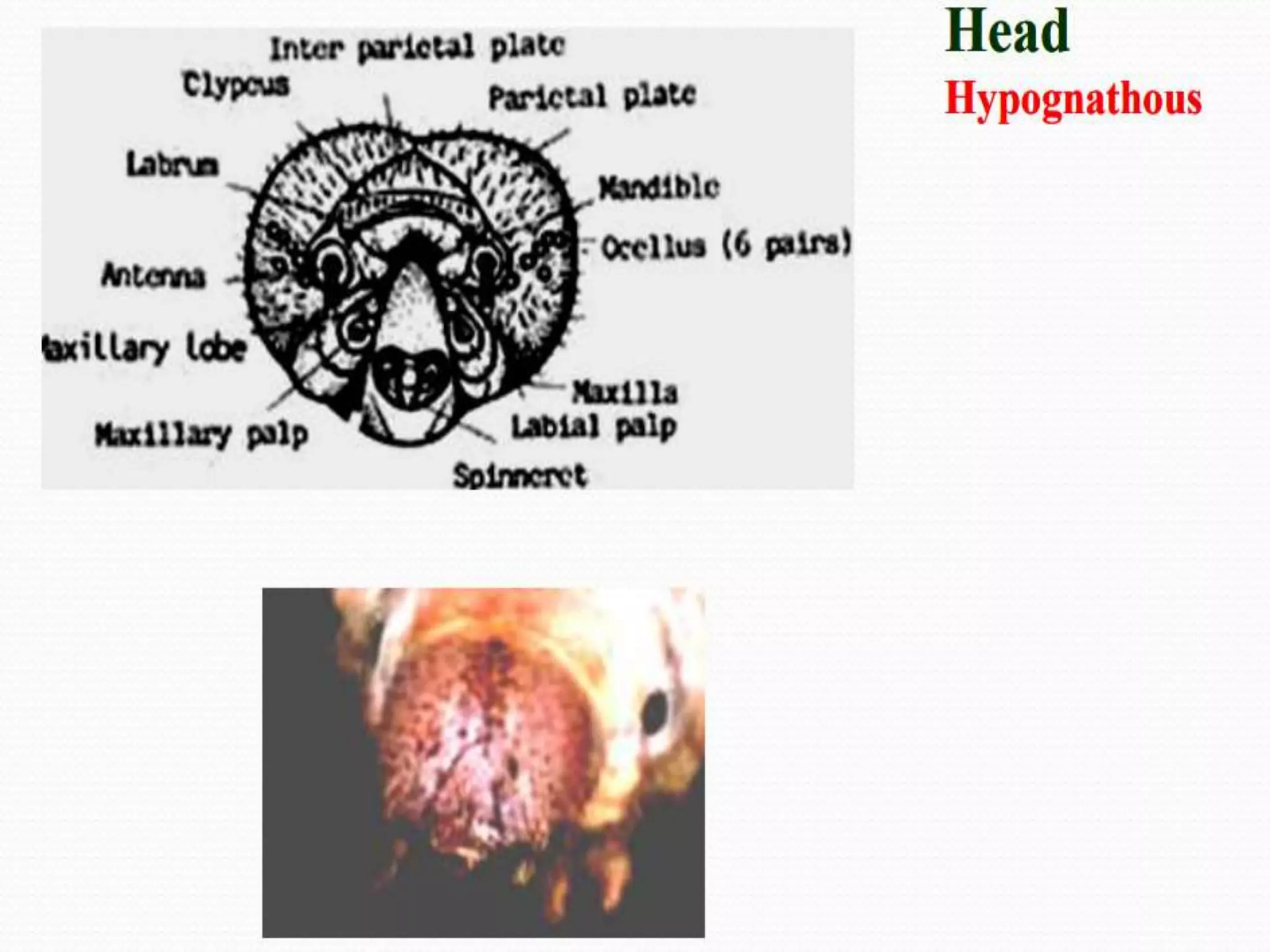 5 chapter morphology and anatomy of sw sps. commercially exploited ...