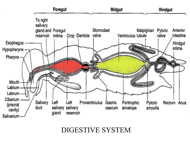 5 chapter morphology and anatomy of sw sps. commercially exploited ...