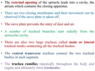 5 chapter morphology and anatomy of sw sps. commercially exploited ...