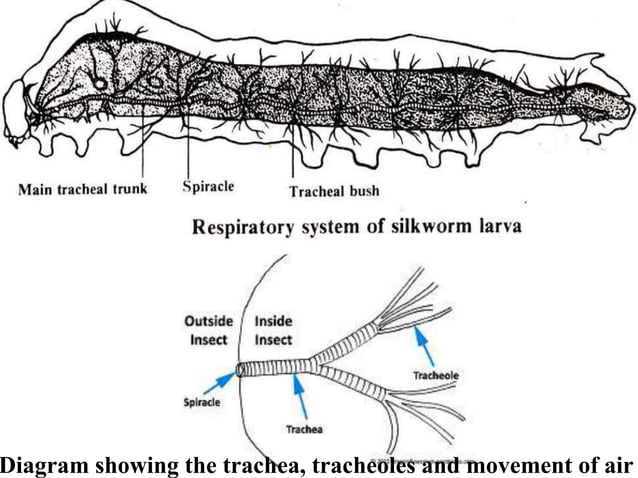 5 chapter morphology and anatomy of sw sps. commercially exploited ...