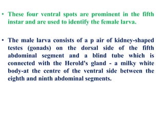 5 chapter morphology and anatomy of sw sps. commercially exploited ...
