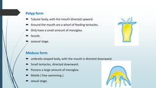 Chnidaria.pptx