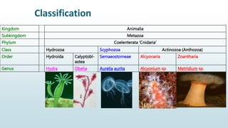 Chnidaria.pptx