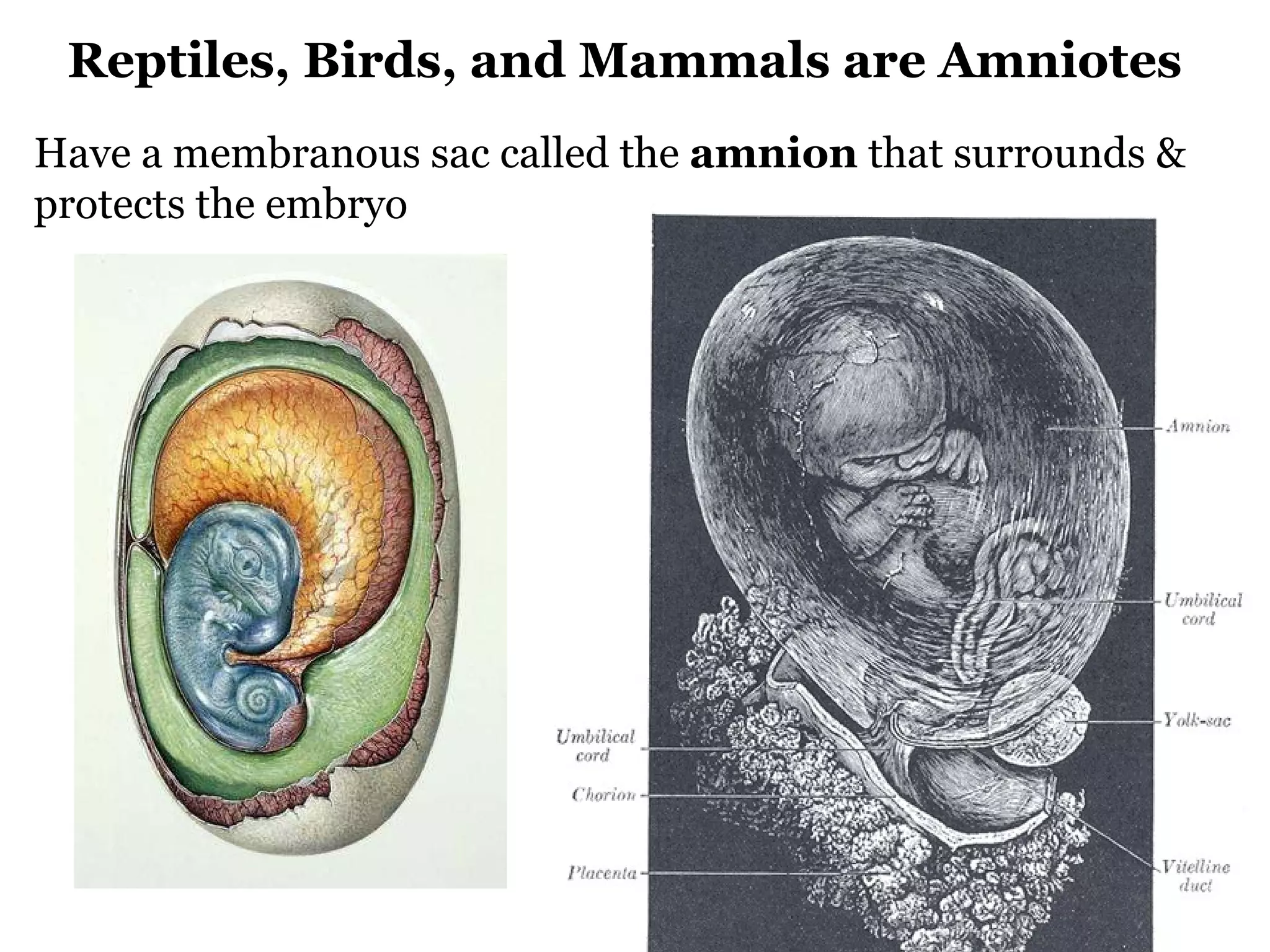 Phylum Chordata - Class Reptilia, Aves, and Mammalia | PPT