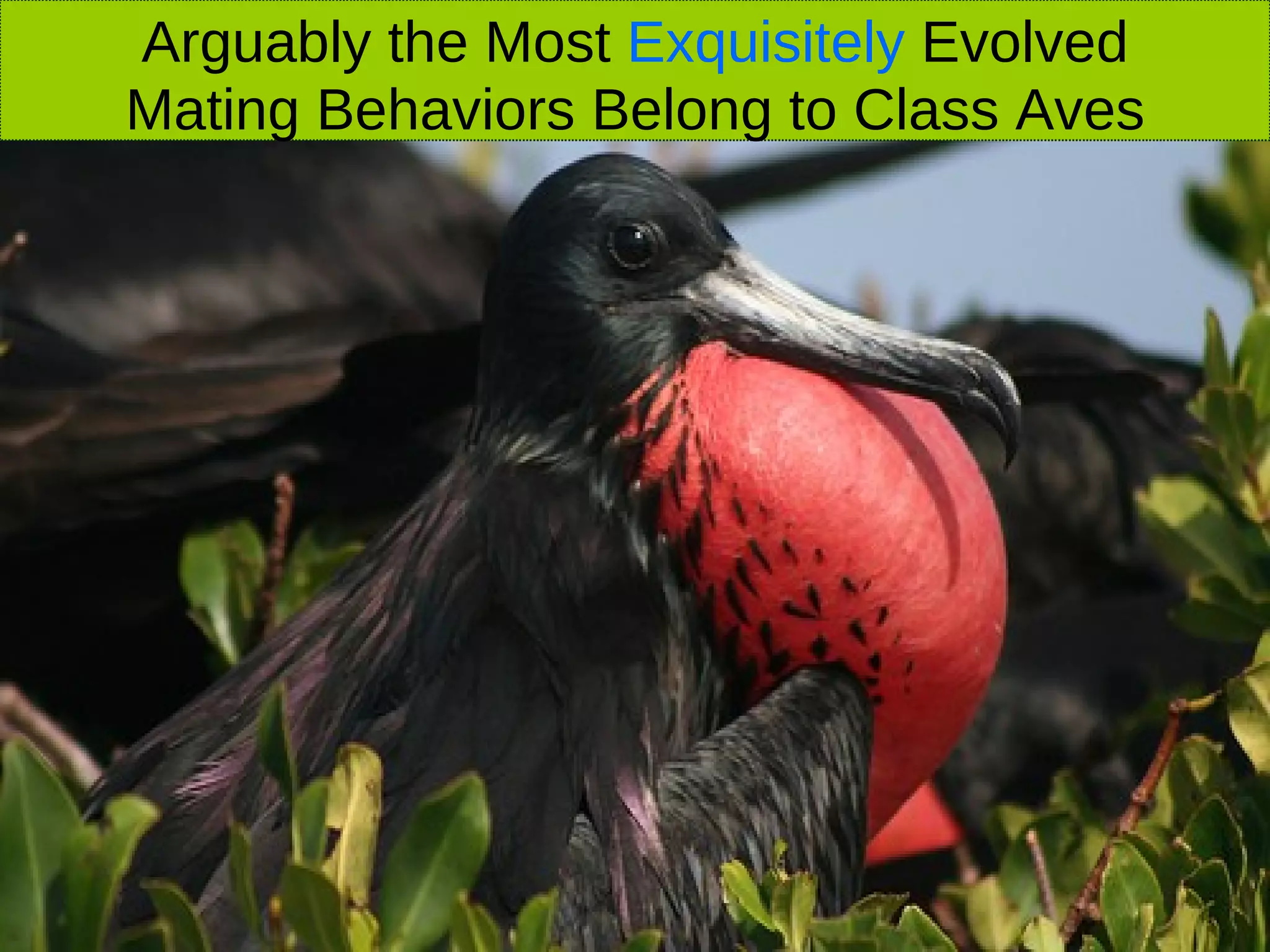 Phylum Chordata - Class Reptilia, Aves, and Mammalia | PPT