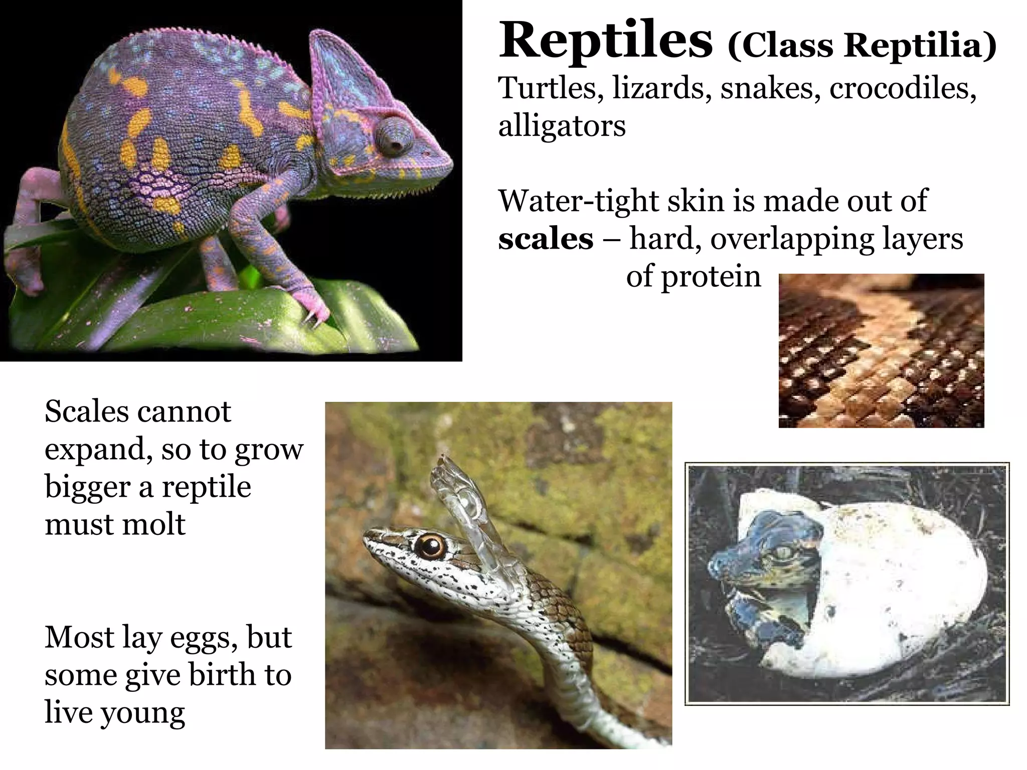 Phylum Chordata - Class Reptilia, Aves, and Mammalia | PPT