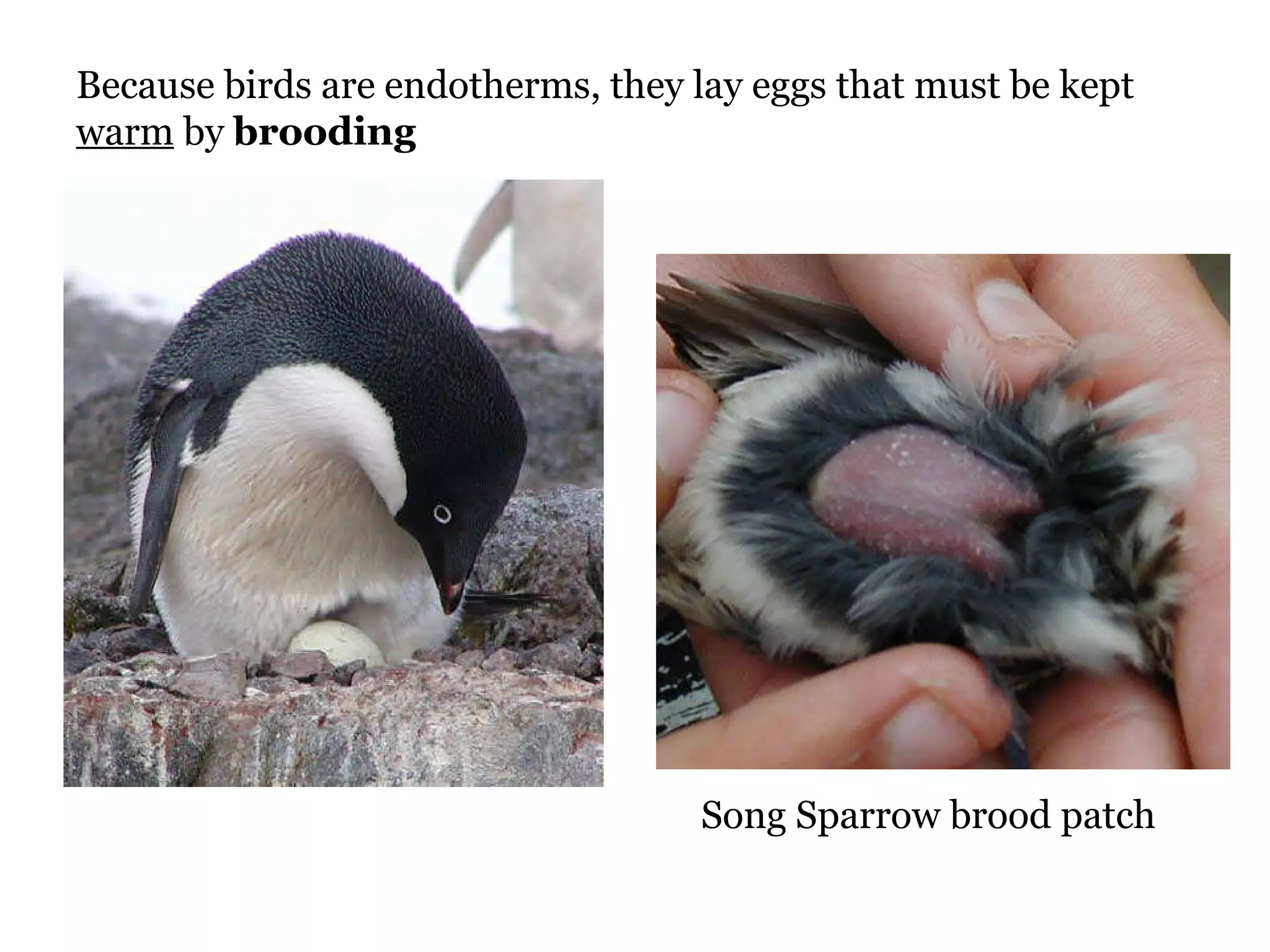 Phylum Chordata - Class Reptilia, Aves, and Mammalia | PPT