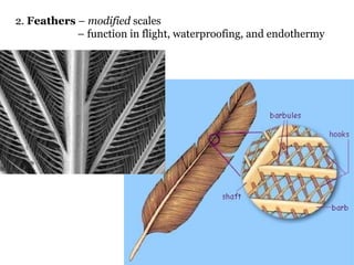 Phylum Chordata - Class Reptilia, Aves, and Mammalia | PPT
