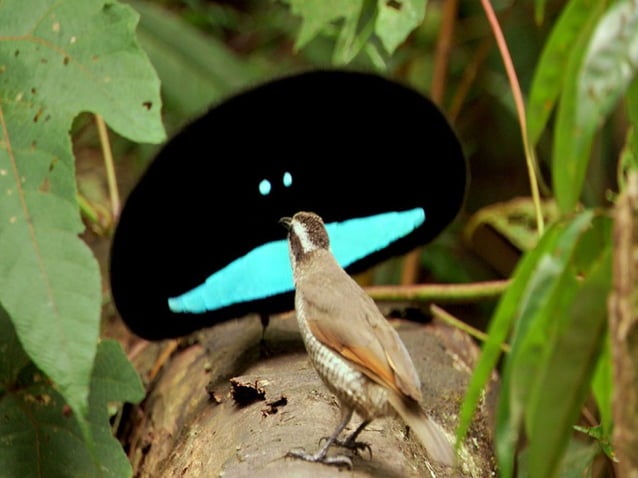 Phylum Chordata - Class Reptilia, Aves, and Mammalia | PPT | Reptiles ...