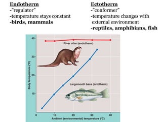 Phylum Chordata - Class Reptilia, Aves, and Mammalia | PPT