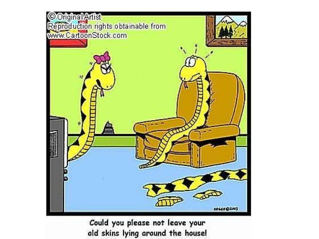 Phylum Chordata - Class Reptilia, Aves, and Mammalia | PPT | Reptiles ...