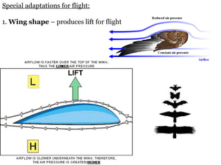 Phylum Chordata - Class Reptilia, Aves, and Mammalia | PPT