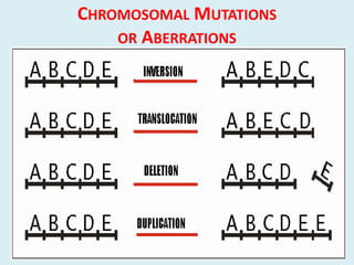 5. chromosom mutations | PPTX