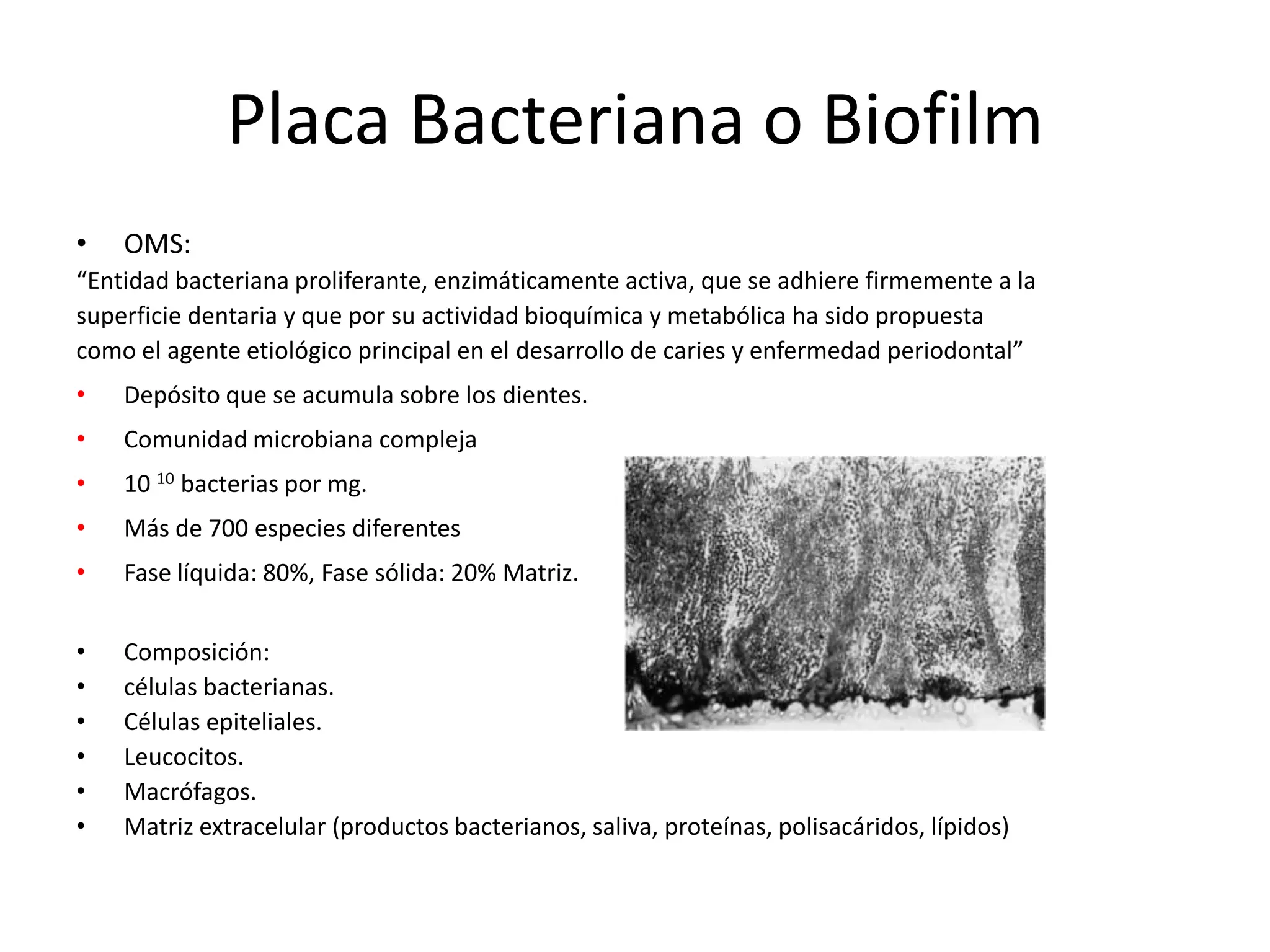 2010 - 5. colonización bacteriana y biofilm | PPTX