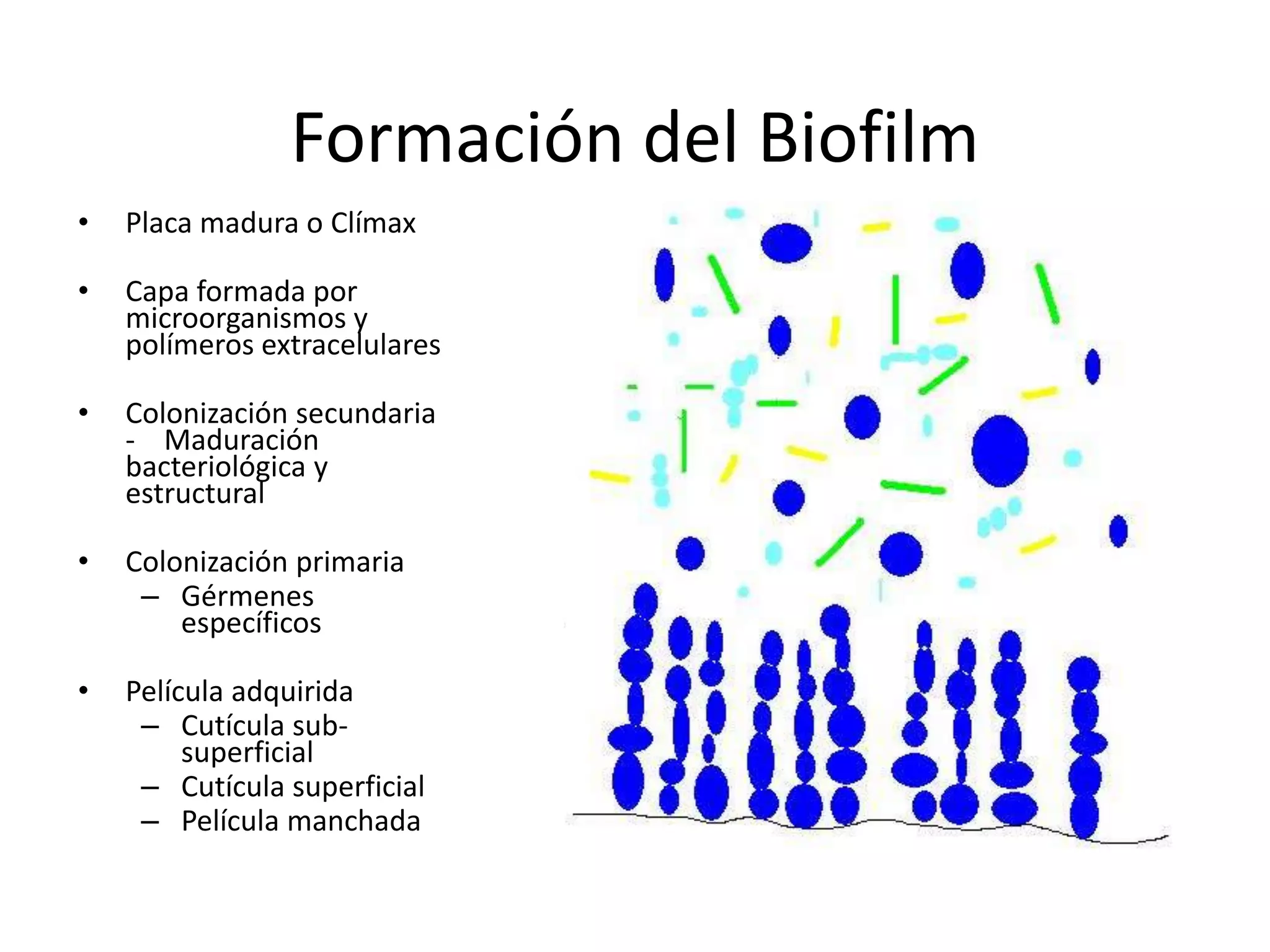 2010 - 5. colonización bacteriana y biofilm | PPTX
