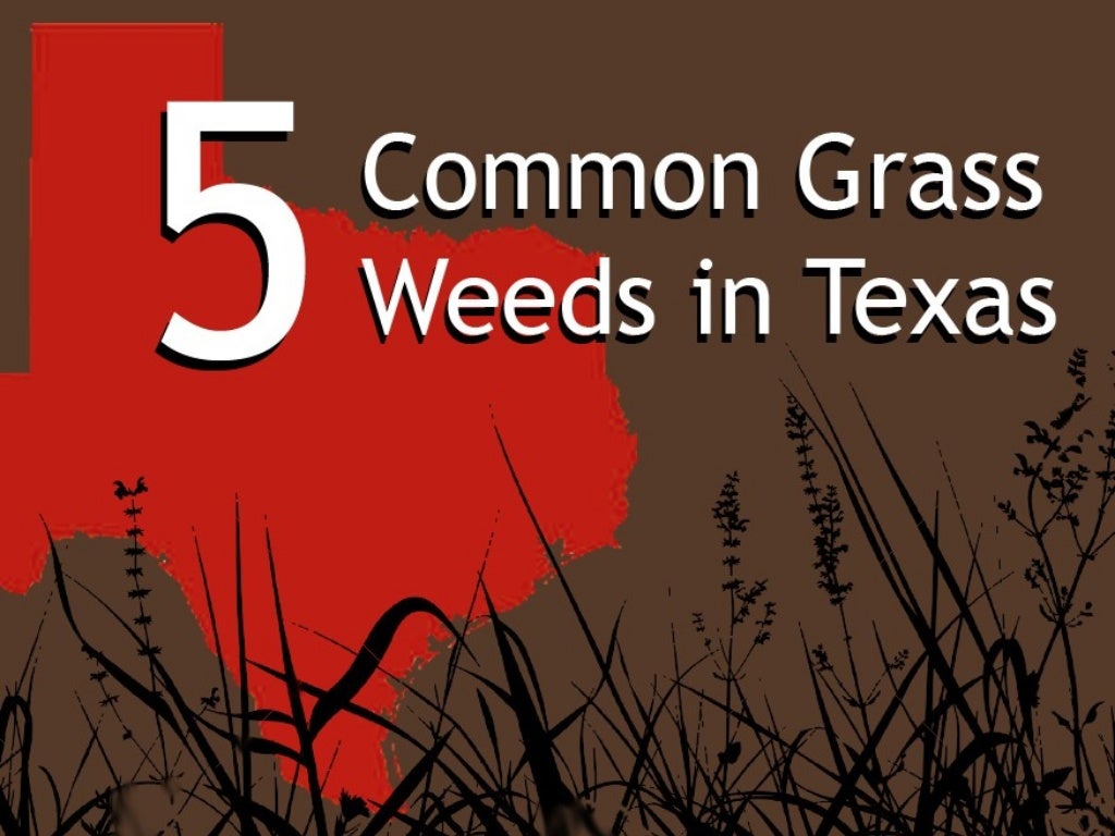 5 Common Grass Weeds in Texas