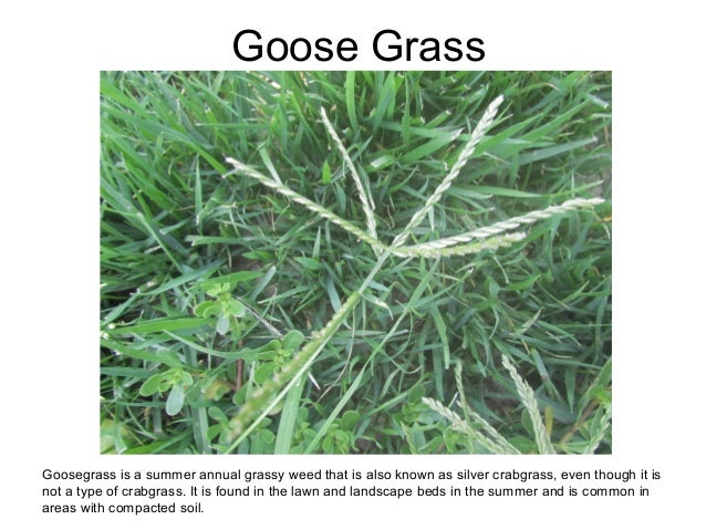 5 Common Grass Weeds In Texas