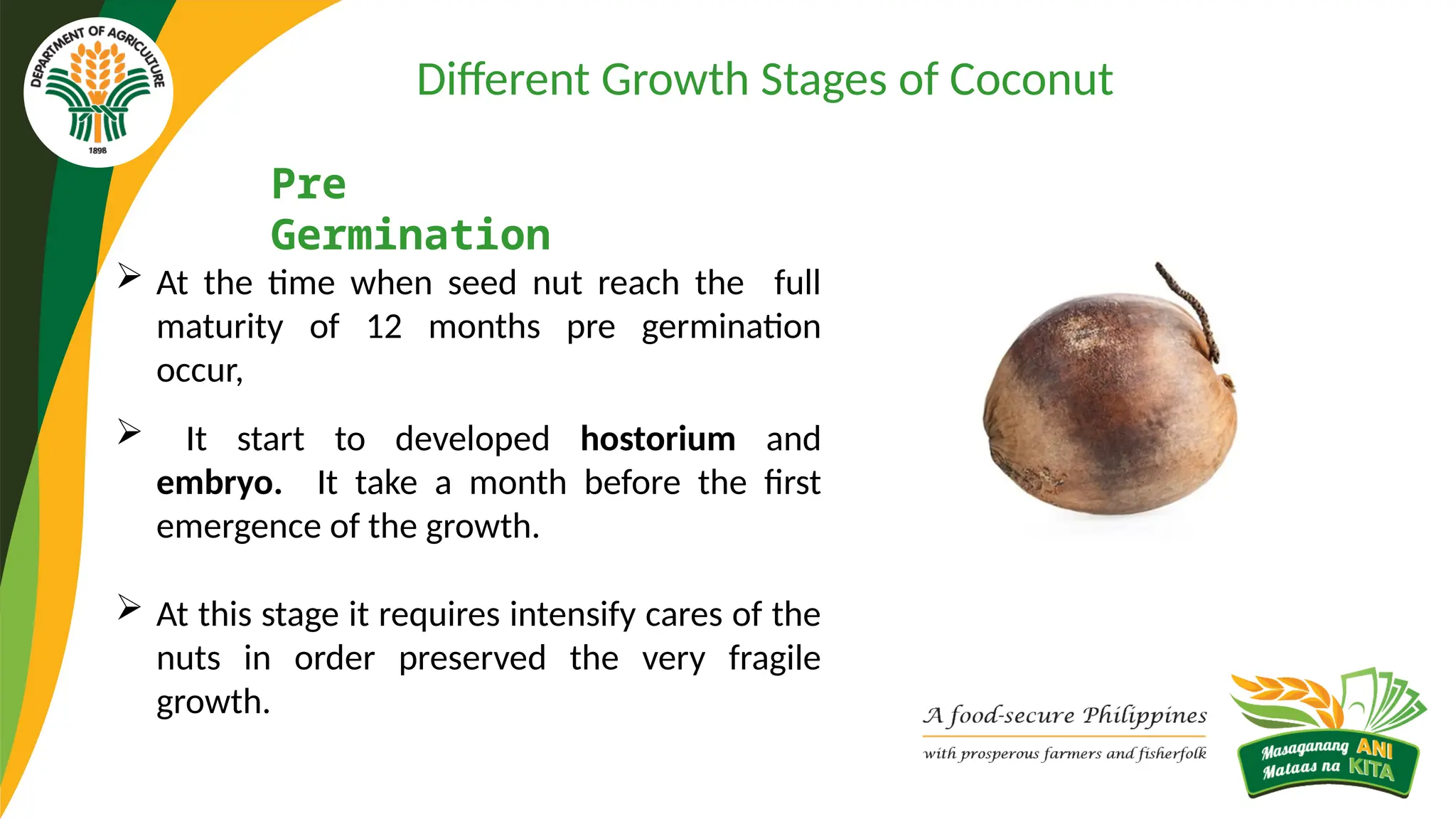 5-Different-Growth-Stages-of-Coconut.pptx