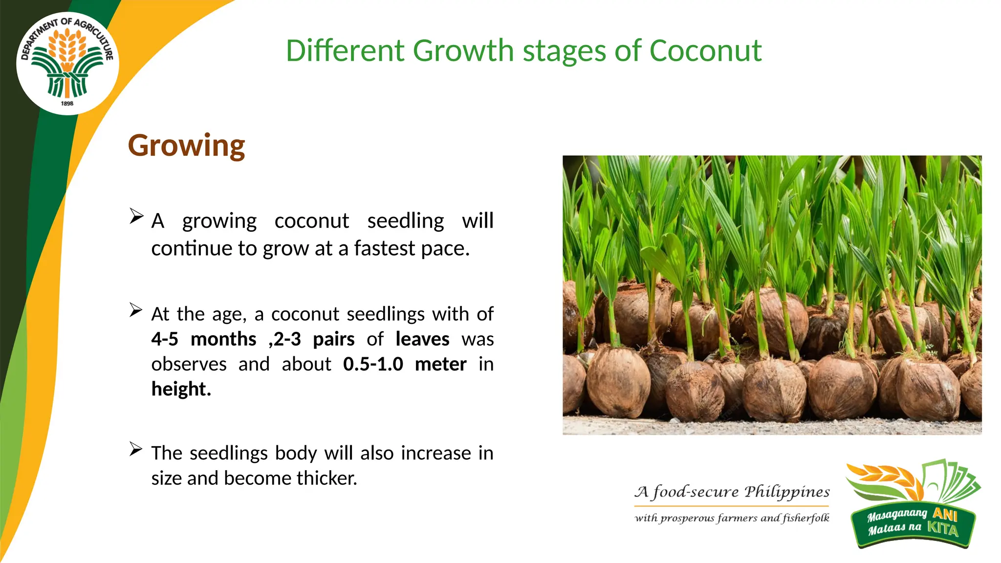 5-Different-Growth-Stages-of-Coconut.pptx