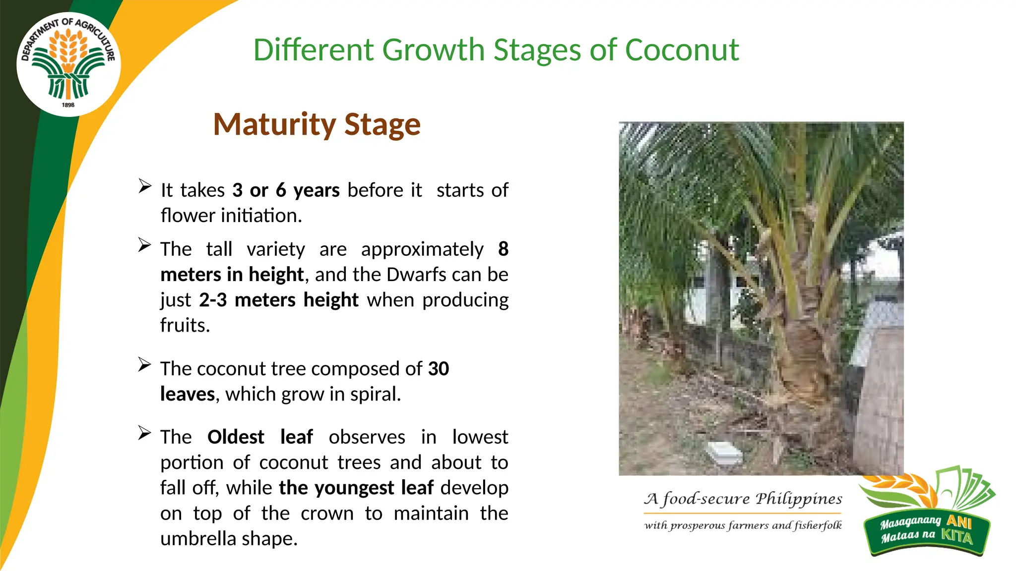 5-Different-Growth-Stages-of-Coconut.pptx