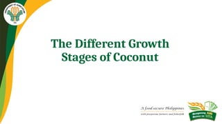 5-Different-Growth-Stages-of-Coconut.pptx