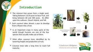 5-Different-Growth-Stages-of-Coconut.pptx