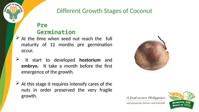 5-Different-Growth-Stages-of-Coconut.pptx