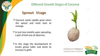 5-Different-Growth-Stages-of-Coconut.pptx