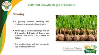 5-Different-Growth-Stages-of-Coconut.pptx