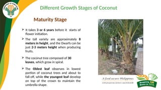 5-Different-Growth-Stages-of-Coconut.pptx
