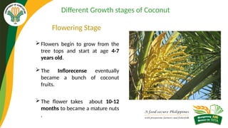 5-Different-Growth-Stages-of-Coconut.pptx
