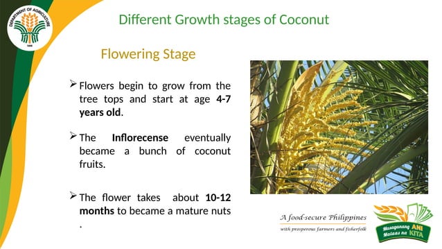 5-Different-Growth-Stages-of-Coconut.pptx