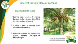 5-Different-Growth-Stages-of-Coconut.pptx