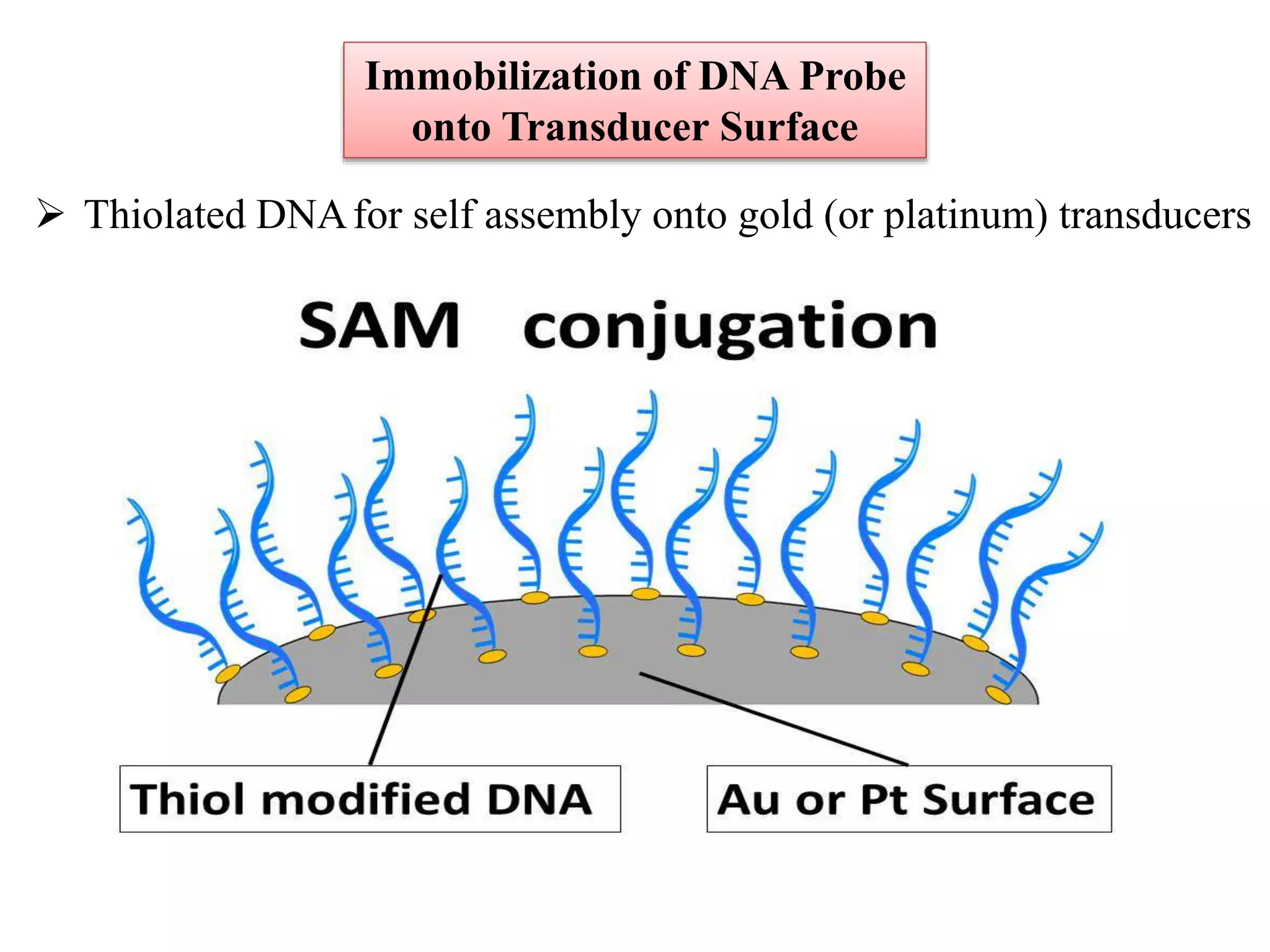 DNA-biosensors lecture 5 | PPTX