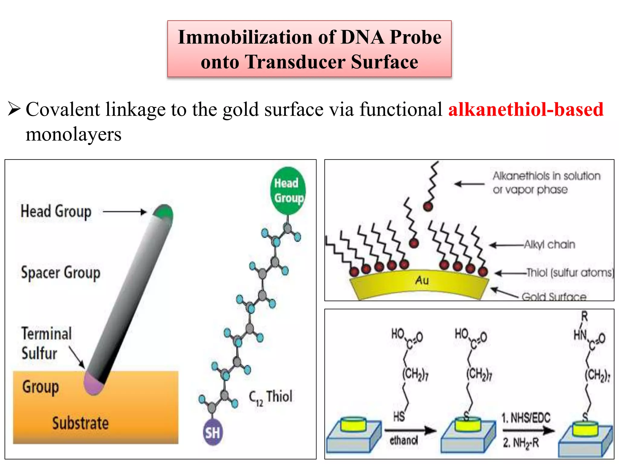 DNA-biosensors lecture 5 | PPTX