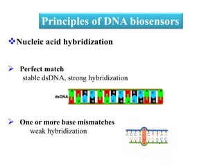 DNA-biosensors lecture 5 | PPTX