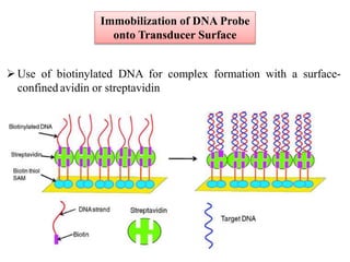 DNA-biosensors lecture 5 | PPTX