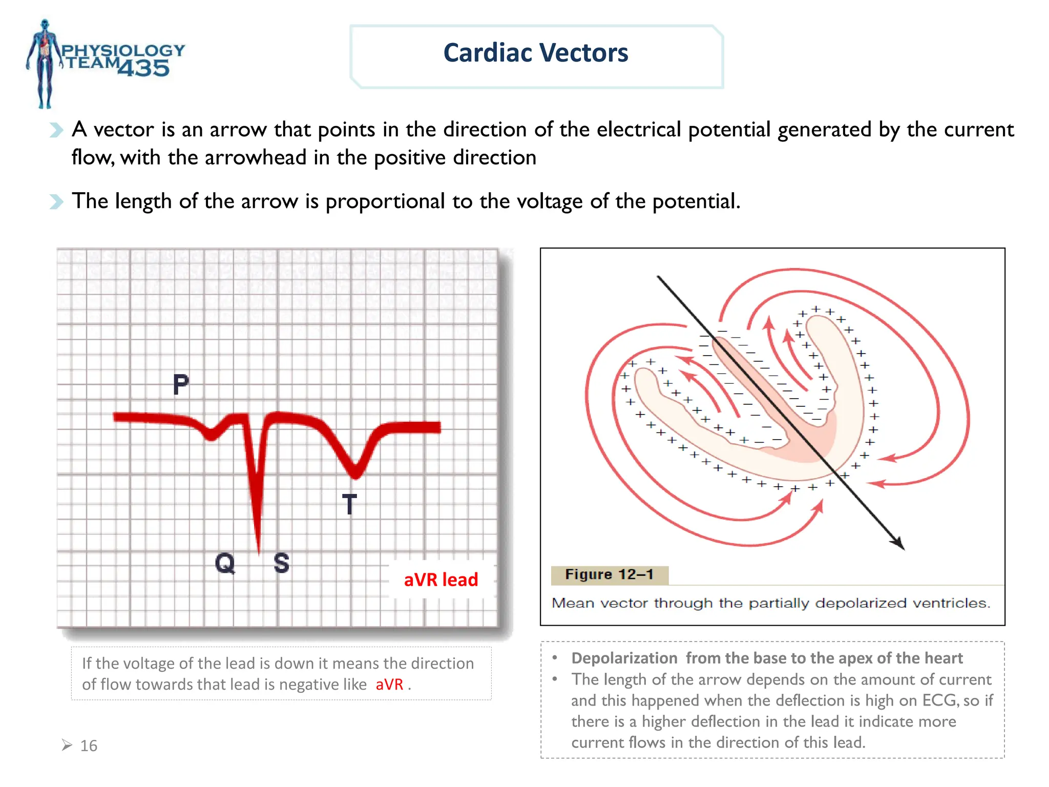 5-Electrocardiogram placement and interpretation | PDF