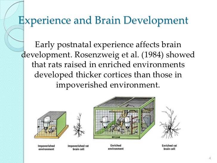 Environment Influences