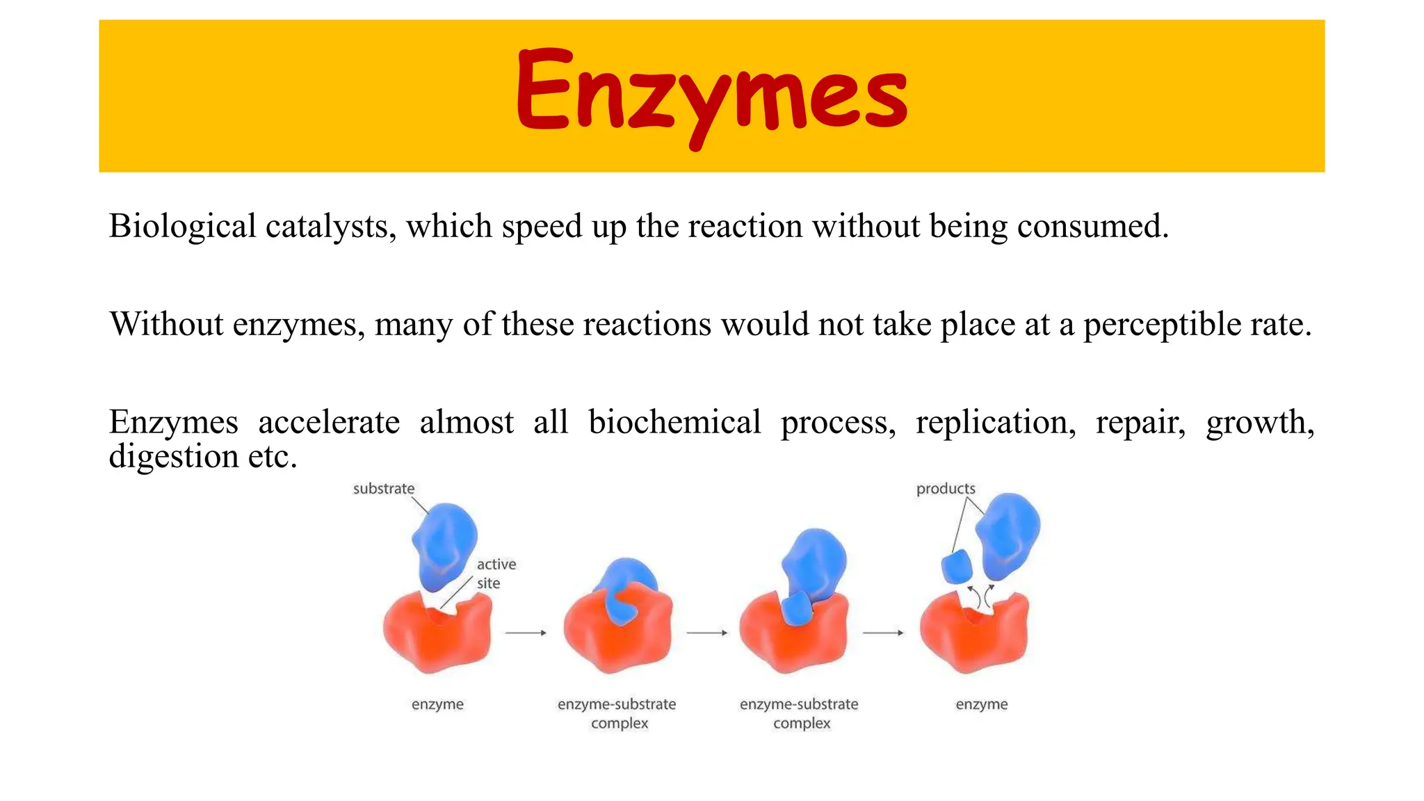 5- Enzymes.pptx church to churb ch cnn go | PPTX | Chemistry | Science