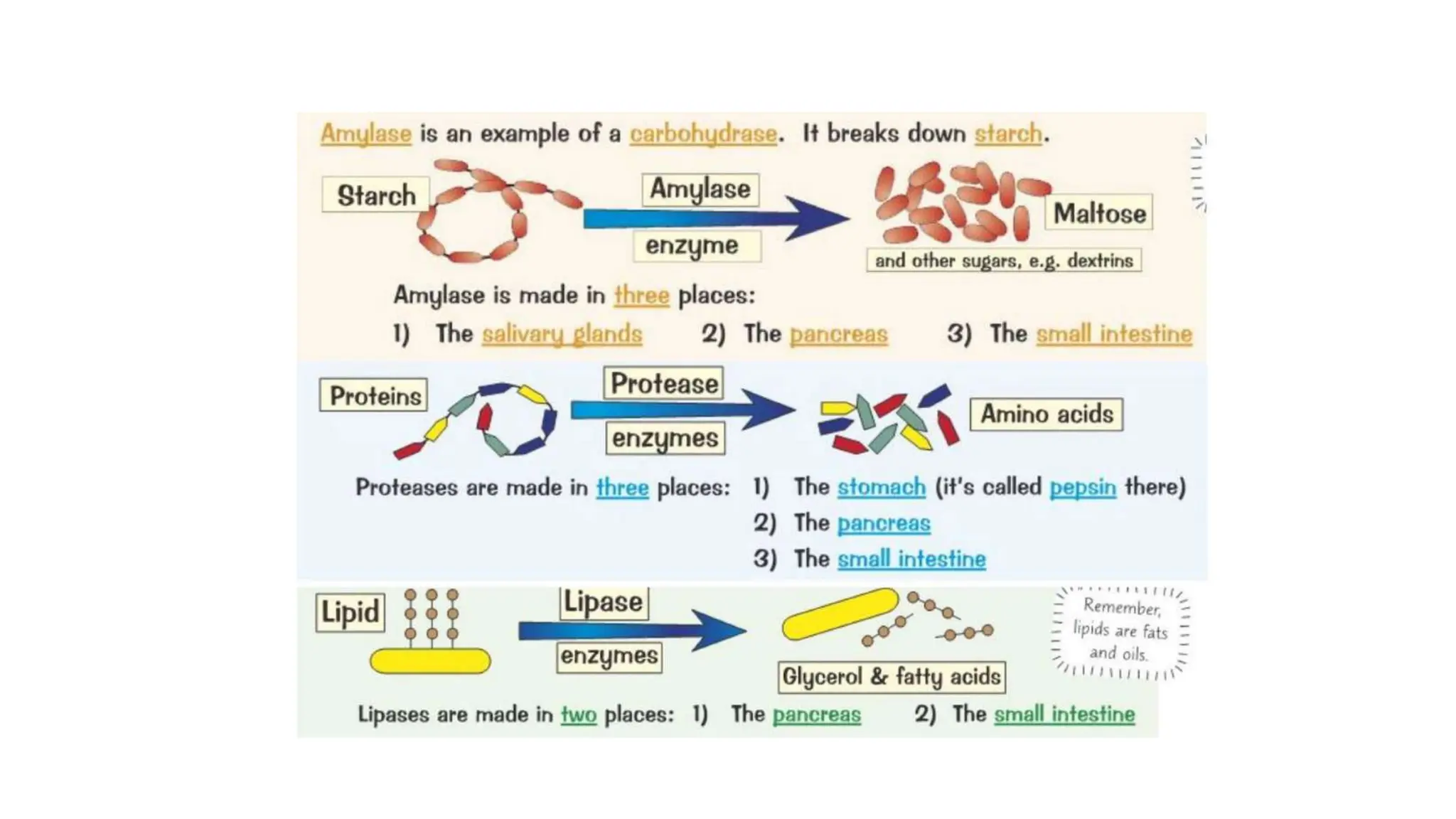 5- Enzymes.pptx church to churb ch cnn go | PPTX | Chemistry | Science