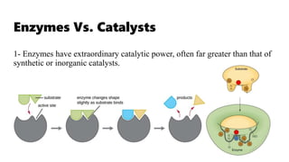 5- Enzymes.pptx church to churb ch cnn go | PPTX