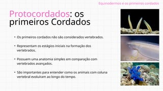 5- Equinodermos e os primeiros cordados.pptx